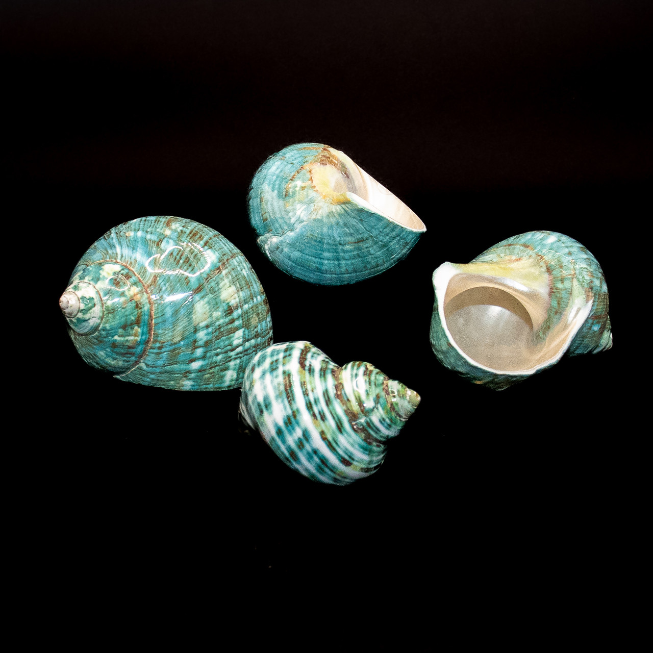 Small Jade Turban - Seashell - The Evolution Store