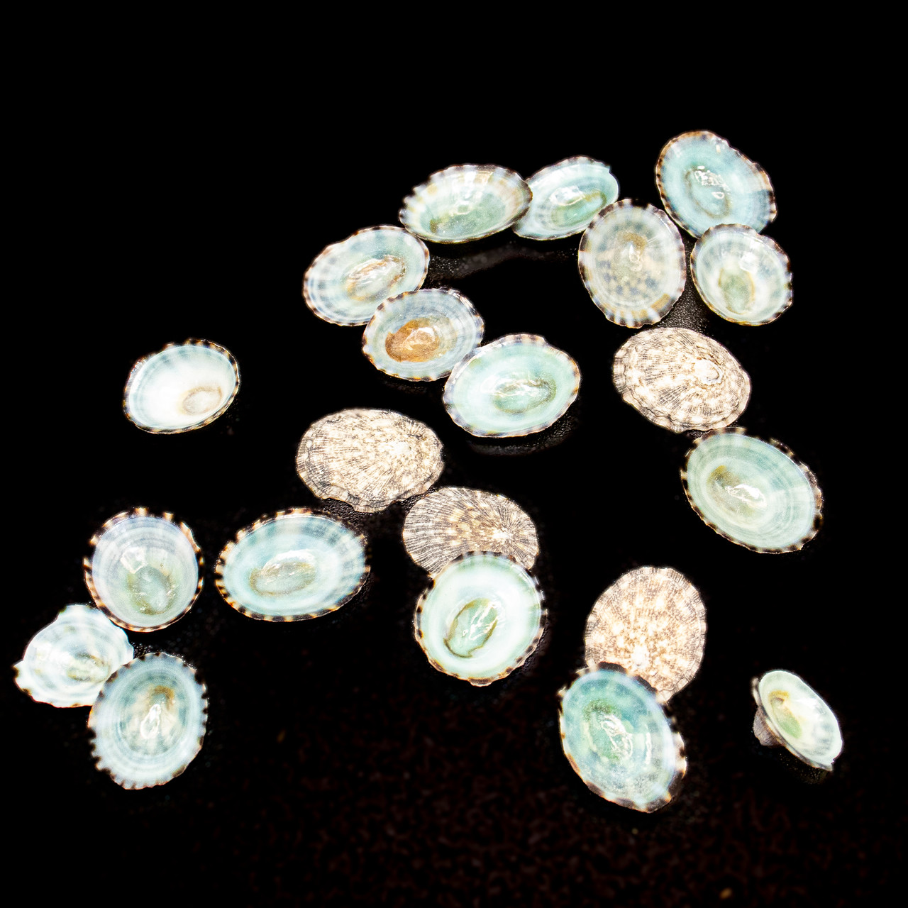 Green Limpet Seashell | Evolution Store