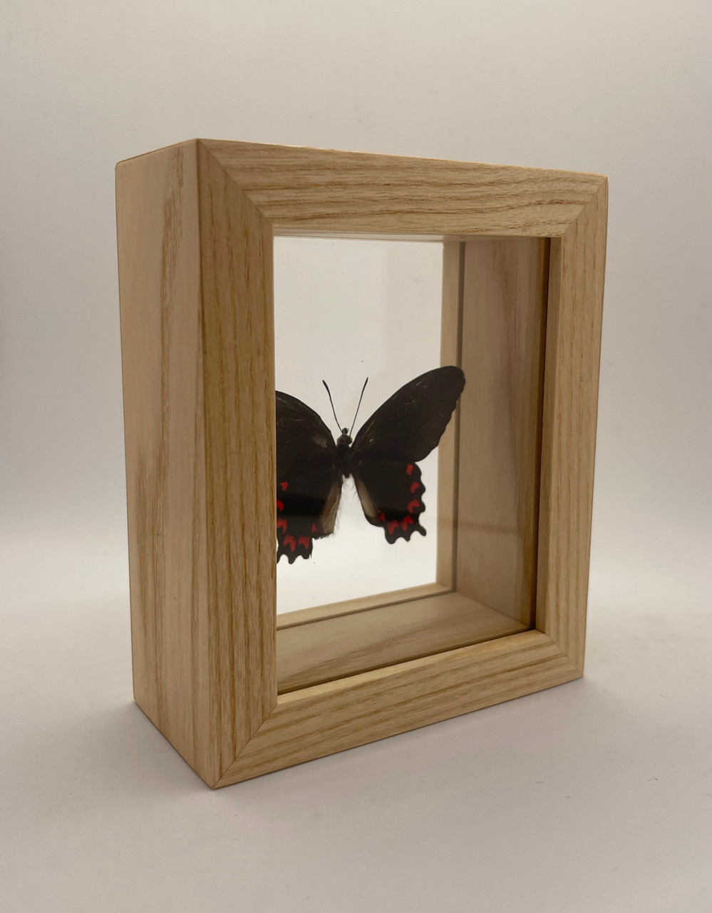 Montezuma's Cattleheart Butterfly - Parides Montezuma | Evolution Store