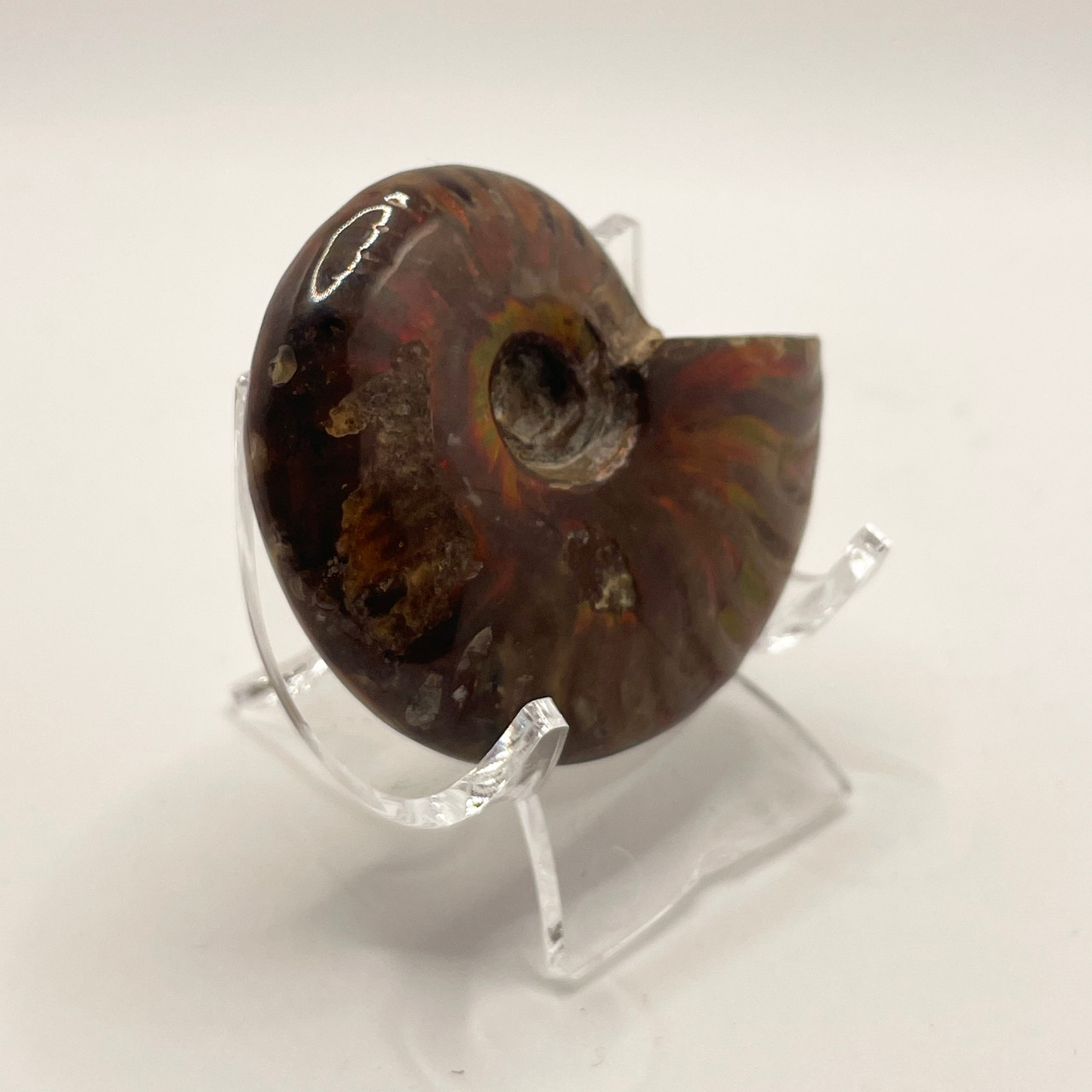 Small Fossil Ammonite - Cleoniceras species | Evolution Store