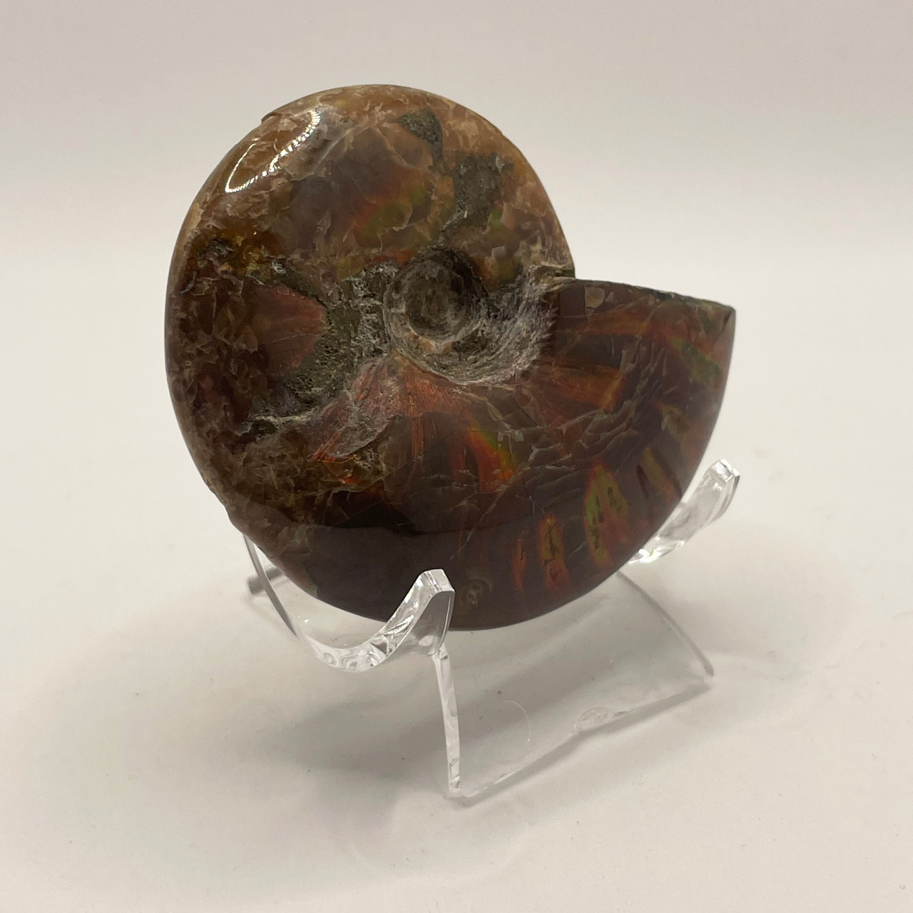 Small Fossil Ammonite - Cleoniceras species | Evolution Store