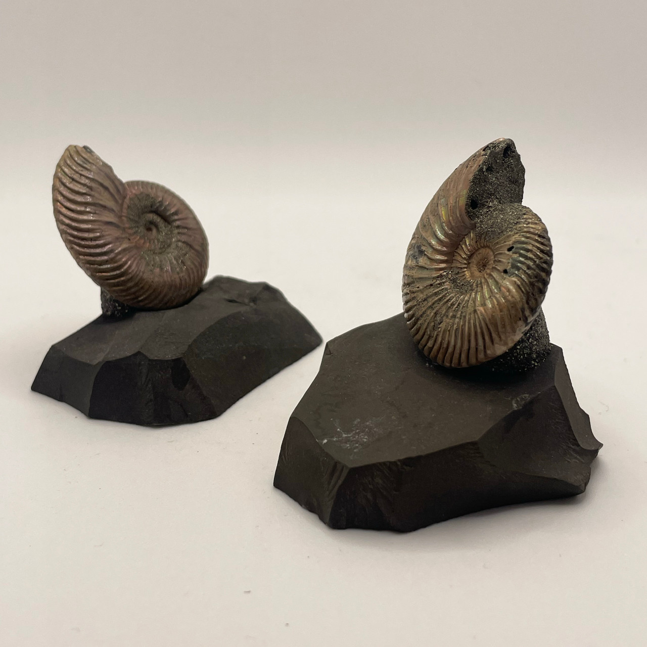 Fossil Ammonite - Quenstedtoceras species | Evolution Store