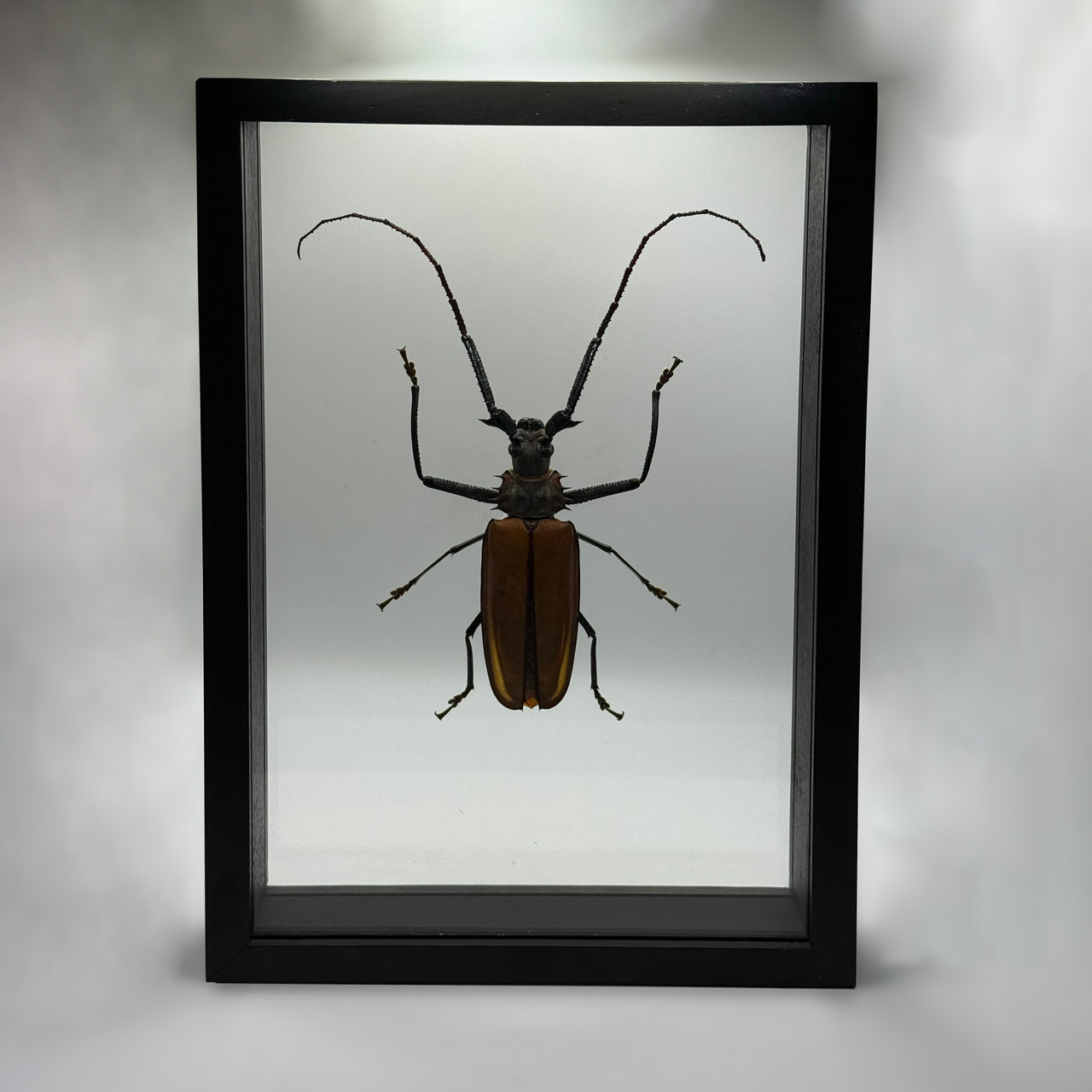 titan beetle