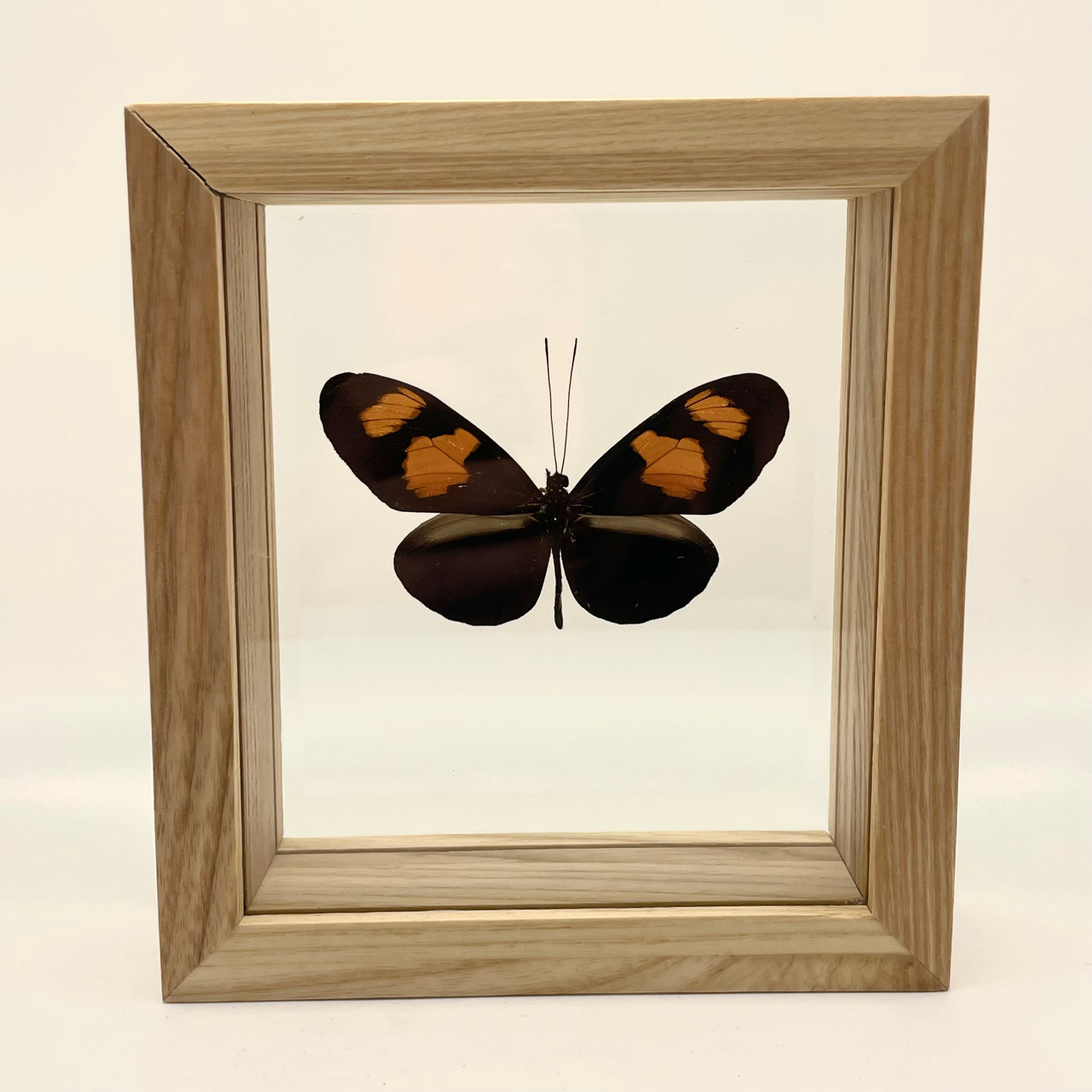 Red Postman Butterfly - Helioconius Erato | Evolution Store