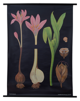Meadow Saffron Botanical Poster - The Evolution Store