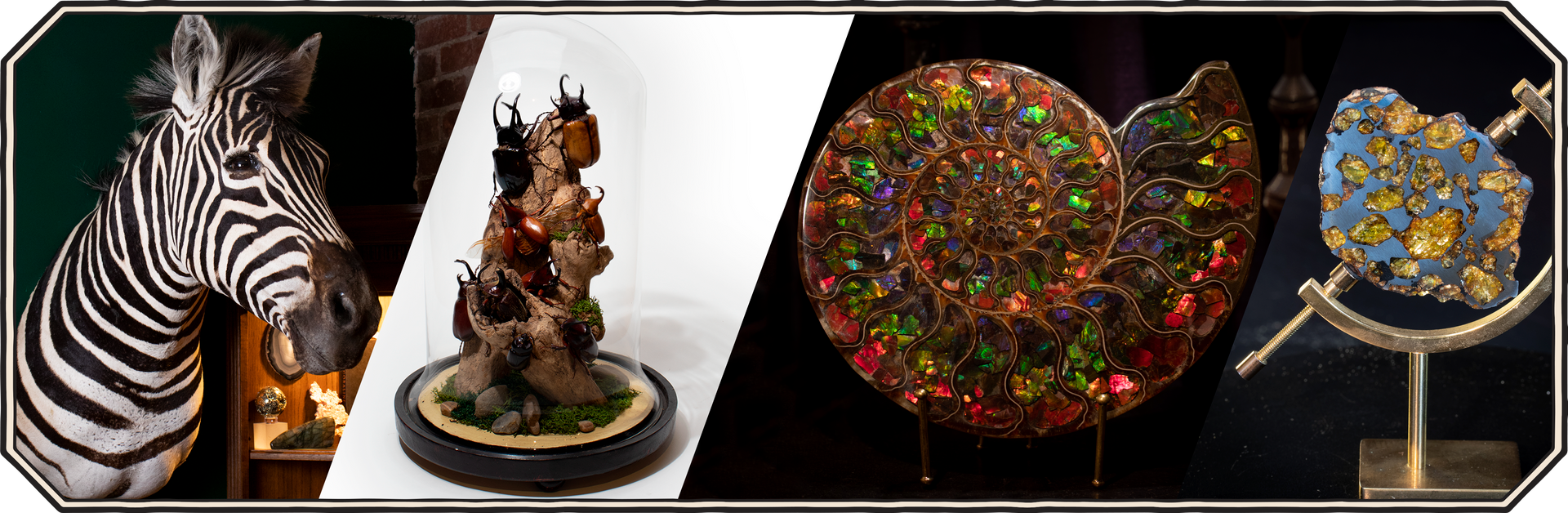 The Evolution Store | Nature, Science and Art