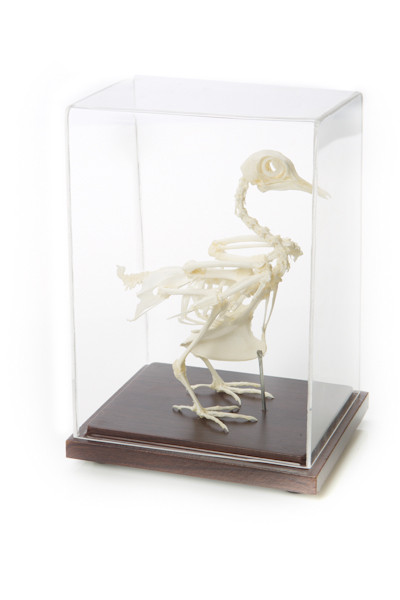 Cat Skeleton in Glass Dome | Evolution Store