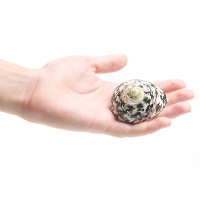 Magpie Turbo - Seashell - The Evolution Store