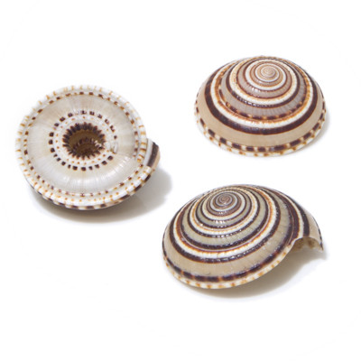 Sundial - Seashell - The Evolution Store