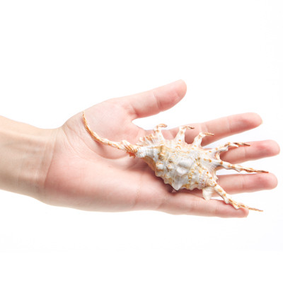Scorpio Spider Seashell | Evolution Store