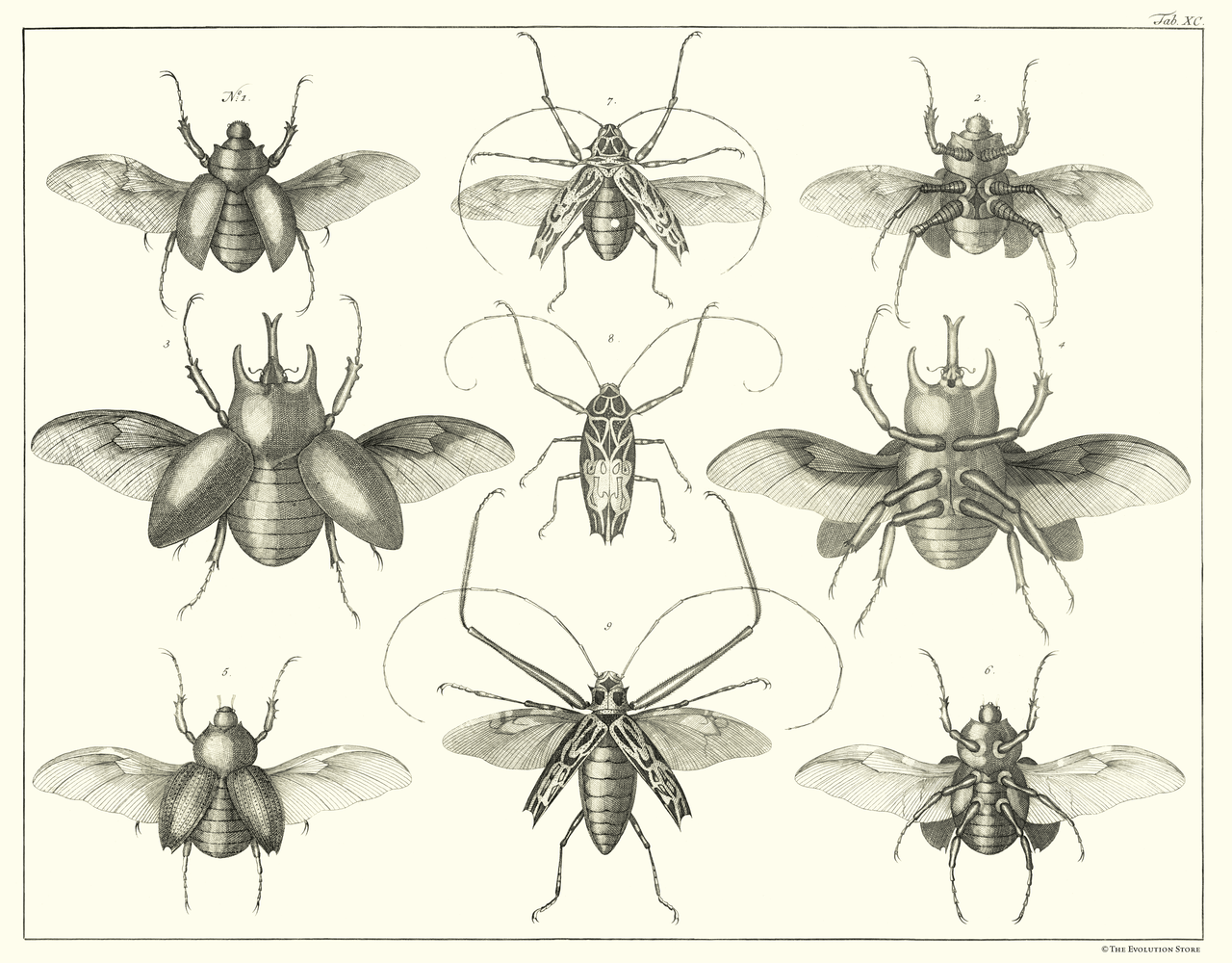 Albertus Seba Print - Vol. 4 Plate 41 | Evolution Store