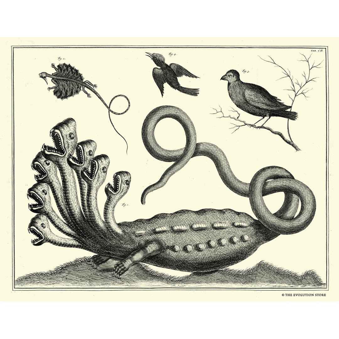 Albertus Seba Print - Vol. 3 Plate 2 | Evolution Store