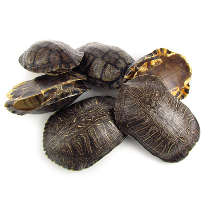 Red Eared Turtle Shell | Evolution Store