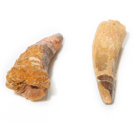 Polished Dinosaur Droppings - Coprolite | Evolution Store