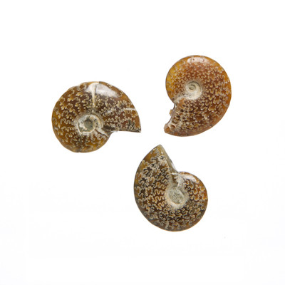 Ammonites & Trilobites | Evolution Store