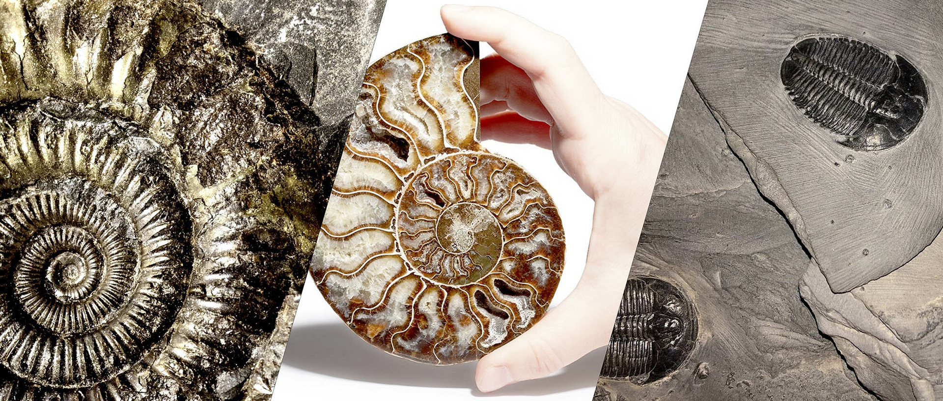 Ammonites & Trilobites | Evolution Store