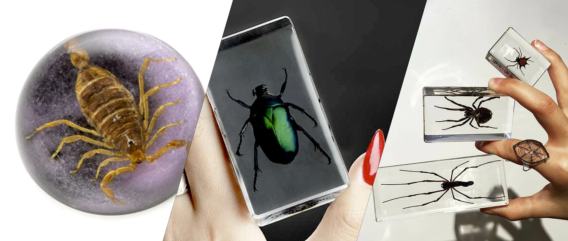 Insects in Resin | Evolution Store