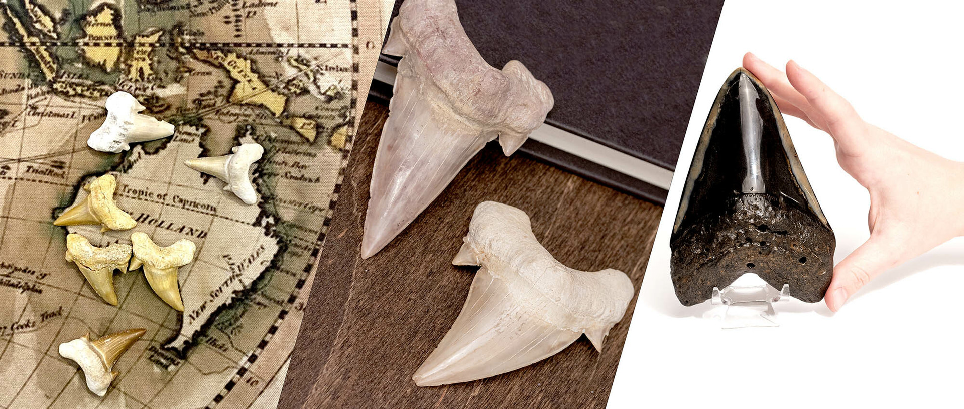 Megalodons & Other Sharks | Evolution Store