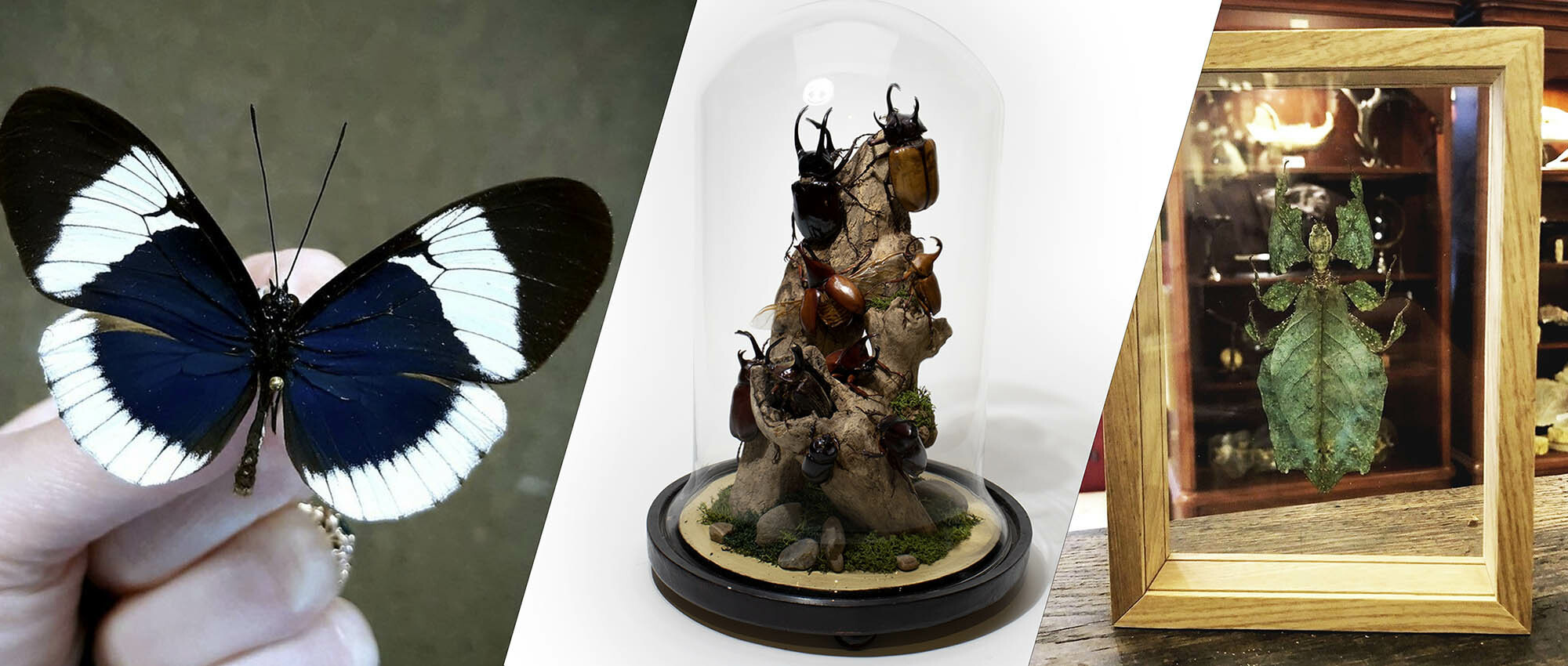 Framed & Unframed Insects | Entomology Décor