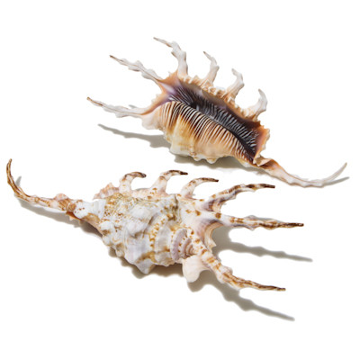 Scorpio Spider Seashell | Evolution Store