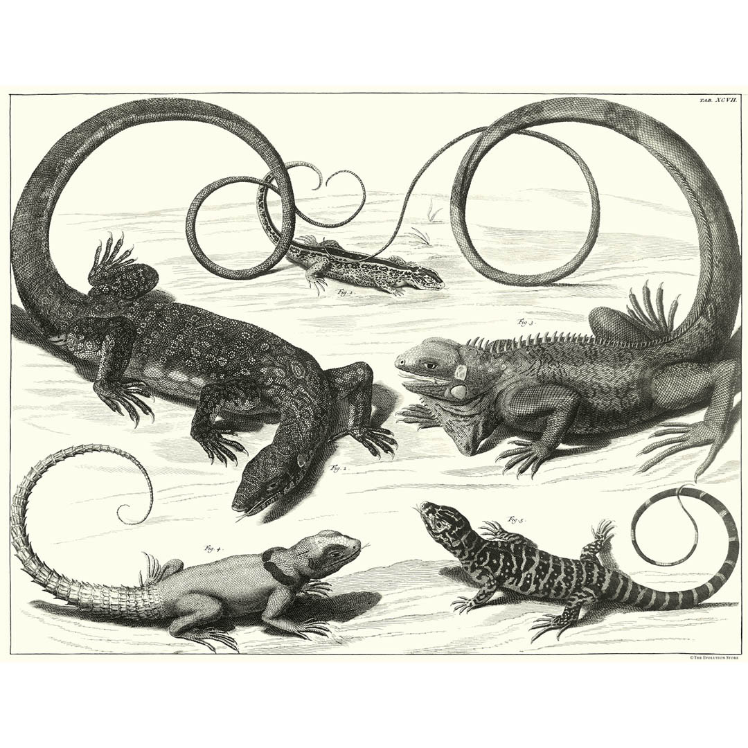 Albertus Seba Print - Vol. 1 Plate 69 | Evolution Store