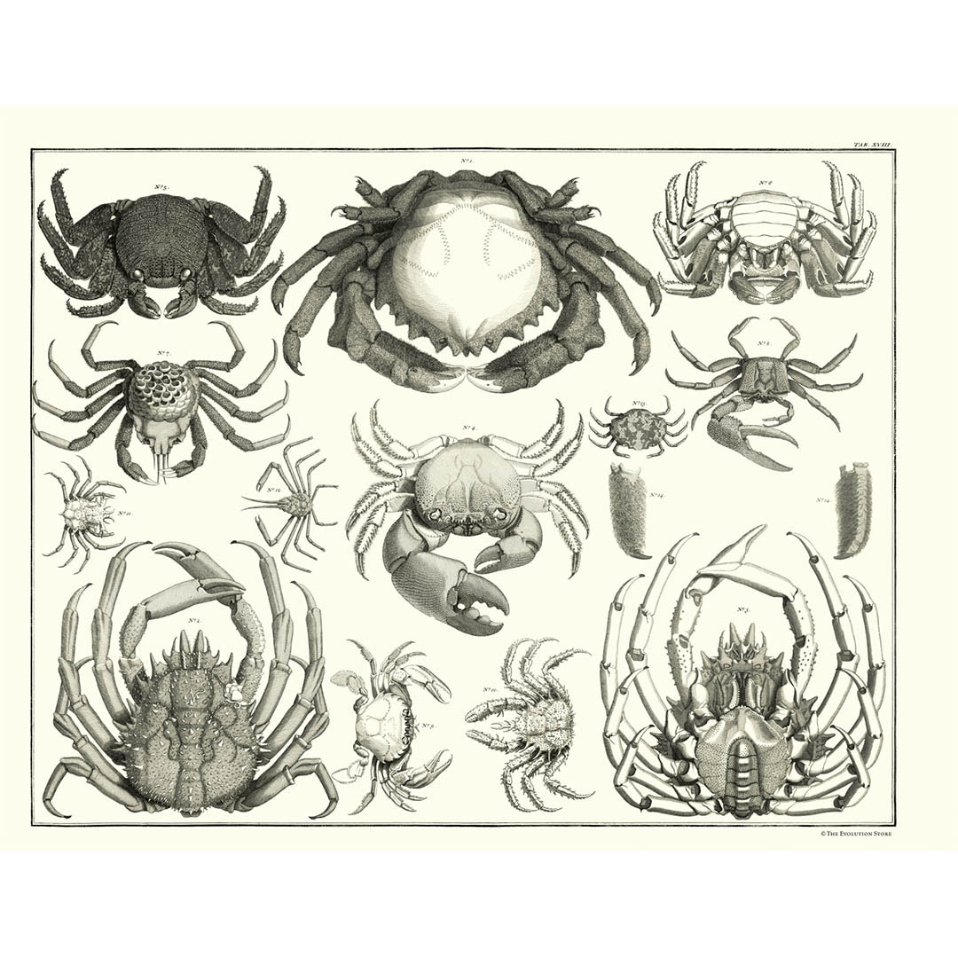 Albertus Seba Print - Vol. 3 Plate 2 | Evolution Store