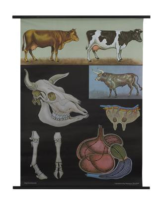 Cattle Zoological Poster - The Evolution Store