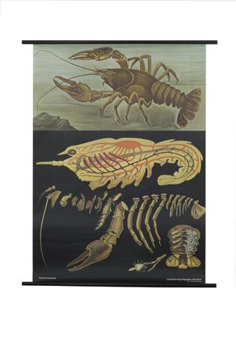 Crayfish Zoological Poster - The Evolution Store