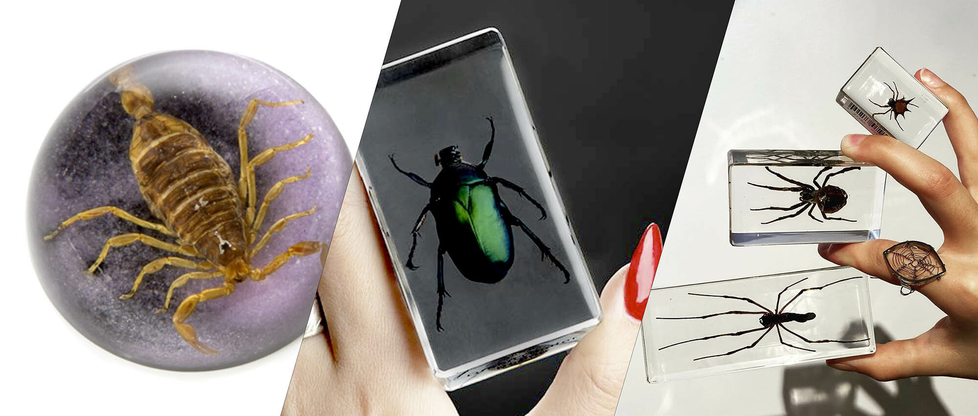 Insects in Resin | Evolution Store