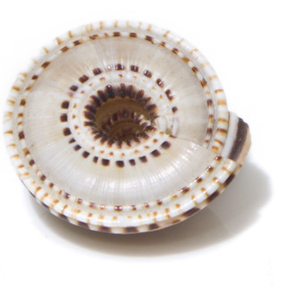 Sundial - Seashell - The Evolution Store