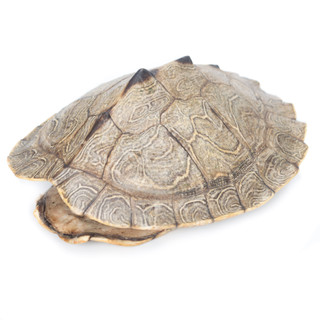 Map Turtle Shell | Evolution Store