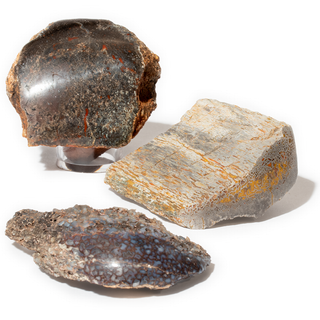 Polished Dinosaur Droppings - Coprolite | Evolution Store