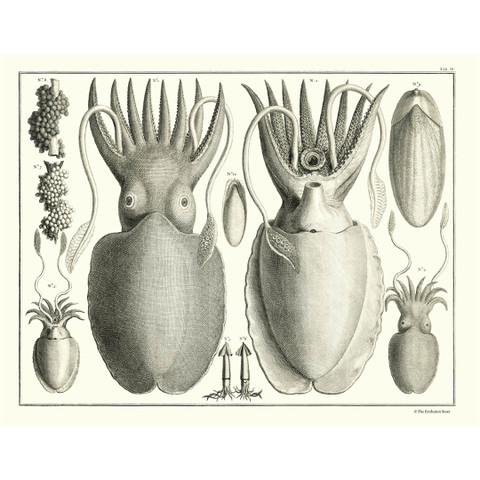 Albertus Seba Print - Vol. 3 Plate 2 | Evolution Store