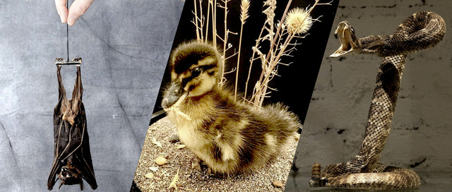 Taxidermy Collection: Nature's Essence Preserved | Evolution Store