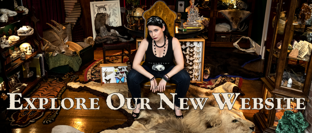 The Evolution Store | Nature, Science and Art