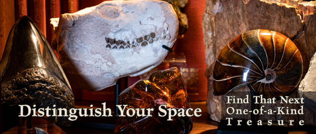 The Evolution Store Nature Science And Art