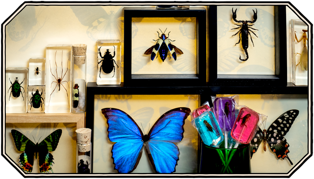 The Evolution Store | Nature, Science and Art