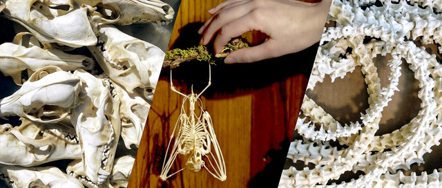 Animal Bones | Evolution Store