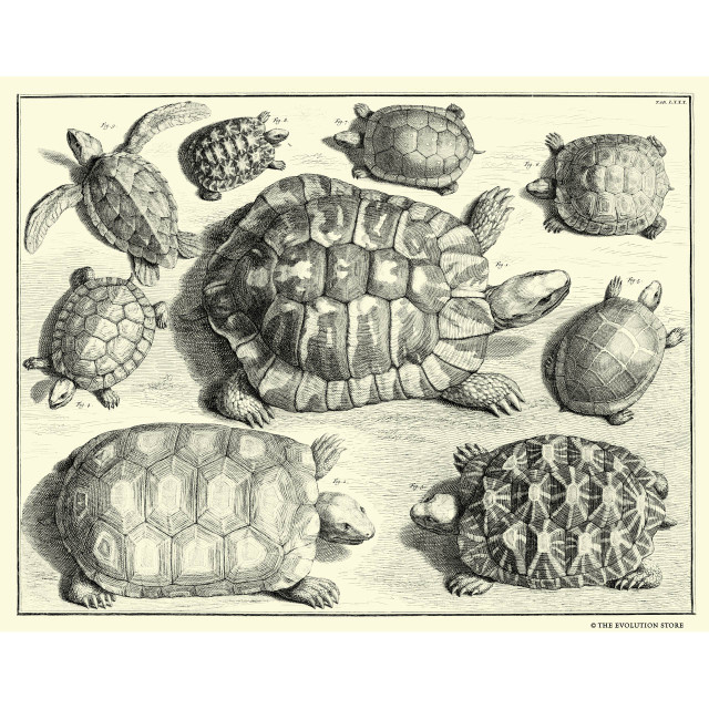 Albertus Seba Print - Vol. 1 Plate 80 | Evolution Store
