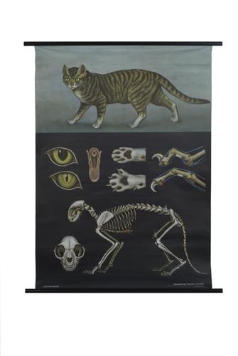 Domestic Cat Zoological Poster - The Evolution Store