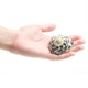 Magpie Turbo - Seashell - The Evolution Store