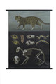 Domestic Cat Zoological Poster - The Evolution Store