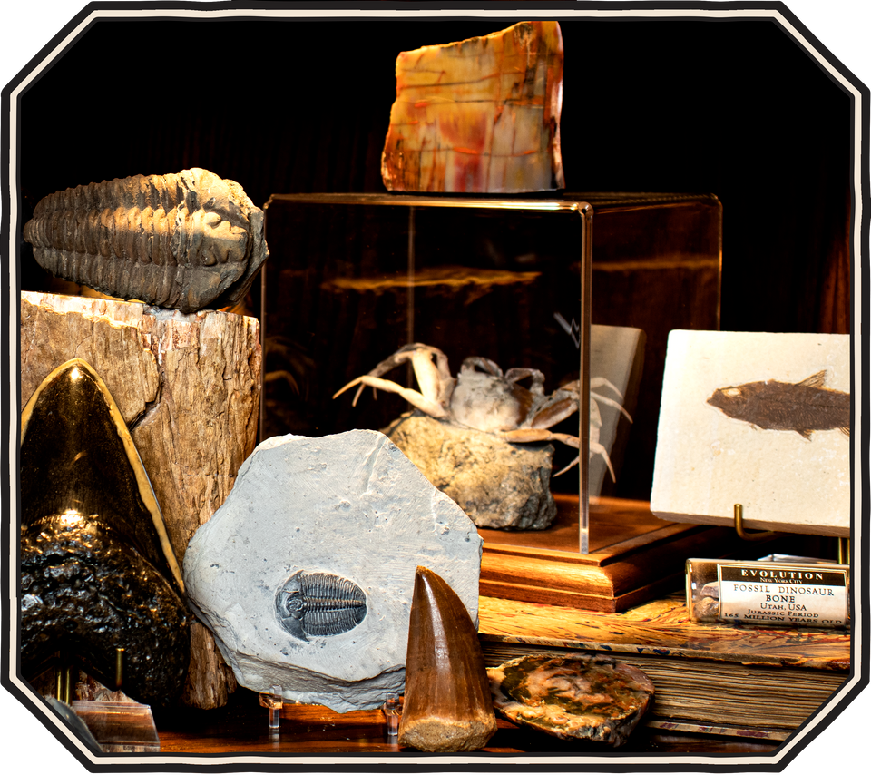 The Evolution Store | Nature, Science and Art