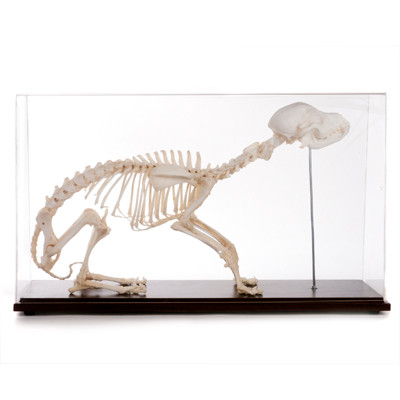 Cat Skeleton in Glass Dome | Evolution Store