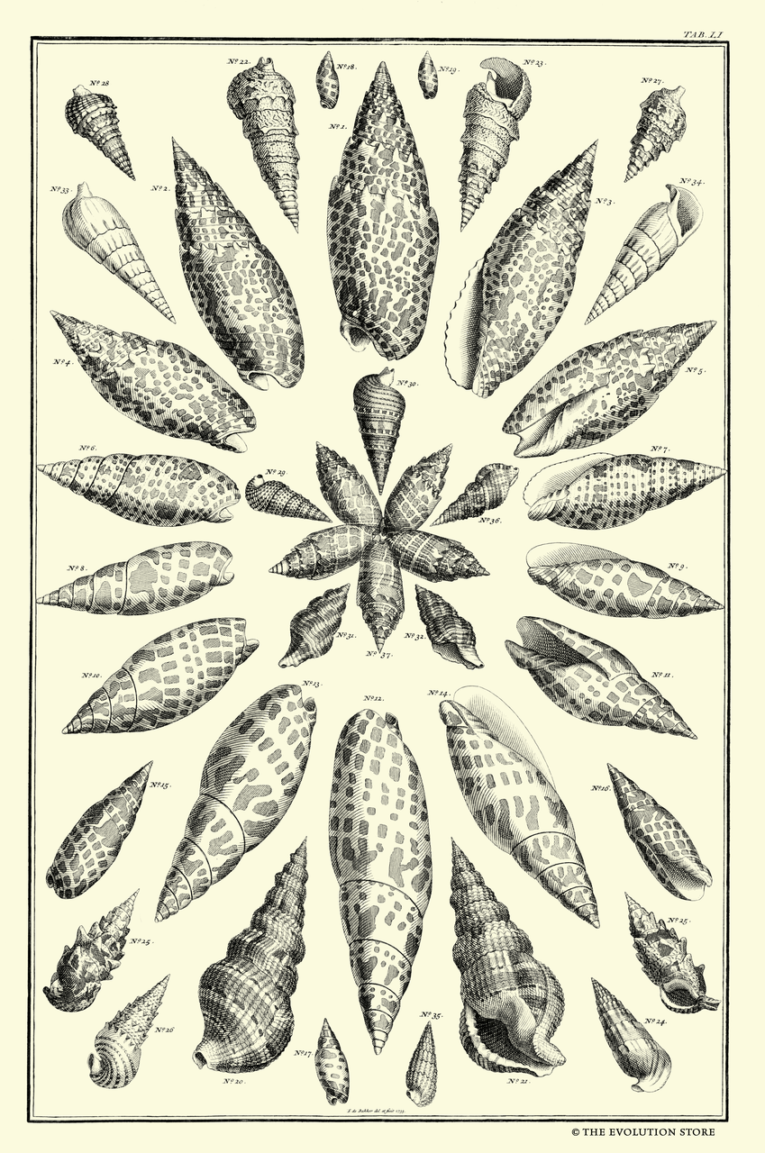 Albertus Seba Print - Vol. 3 Plate 51 | Evolution Store