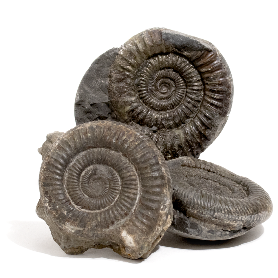 Ammonites & Trilobites | Evolution Store