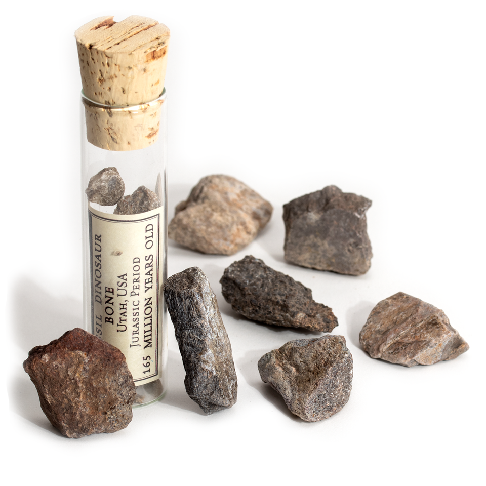 Polished Dinosaur Droppings - Coprolite | Evolution Store