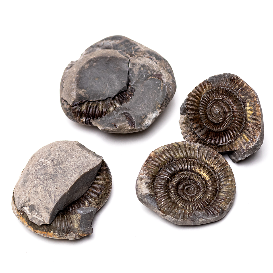 Ammonites & Trilobites | Evolution Store