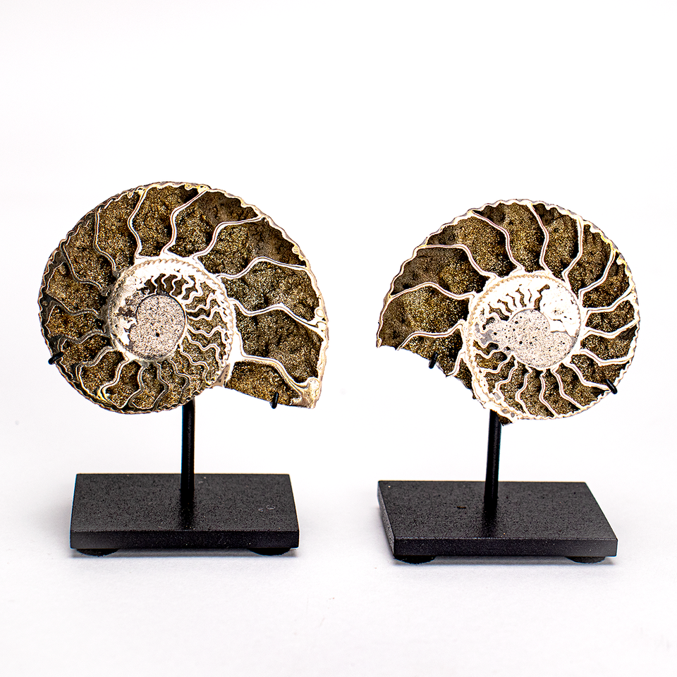 Ammonites & Trilobites | Evolution Store
