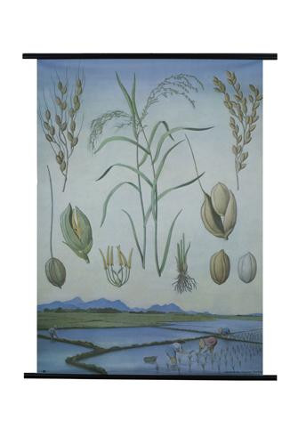 Rice Botanical Poster | Evolution Store